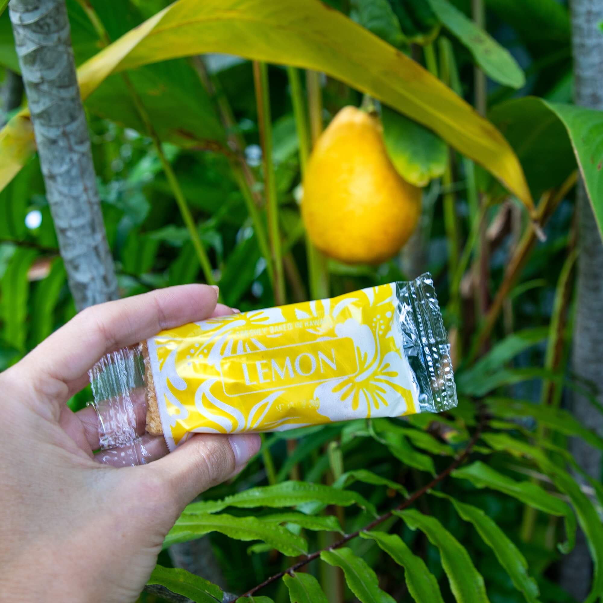 Tropical Fruit Bars Lemon – Cookie Corner Hawaii
